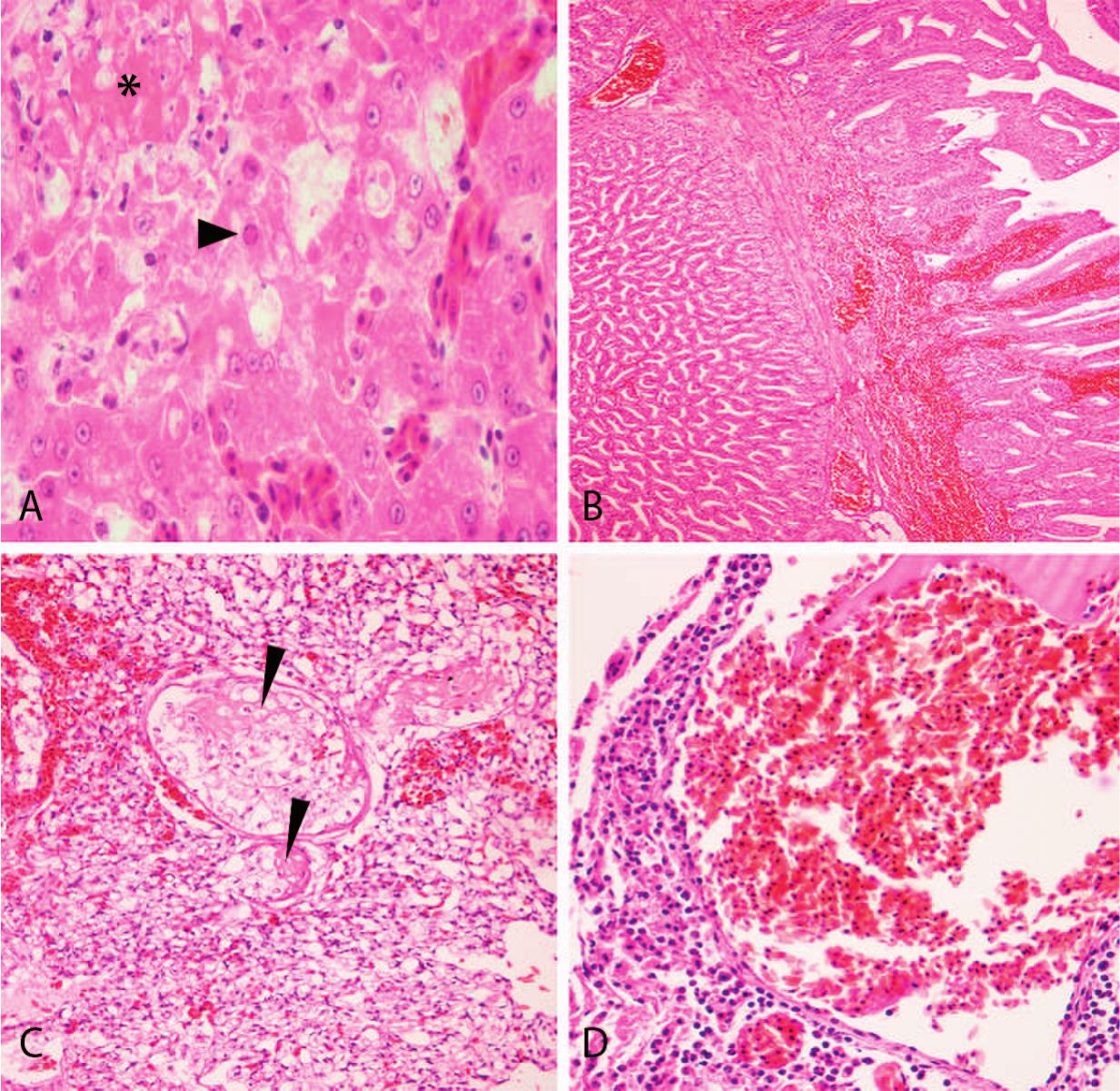 Inclusion Body Disease and Columbid Alphaherpesvirus 1 Infection in a ...