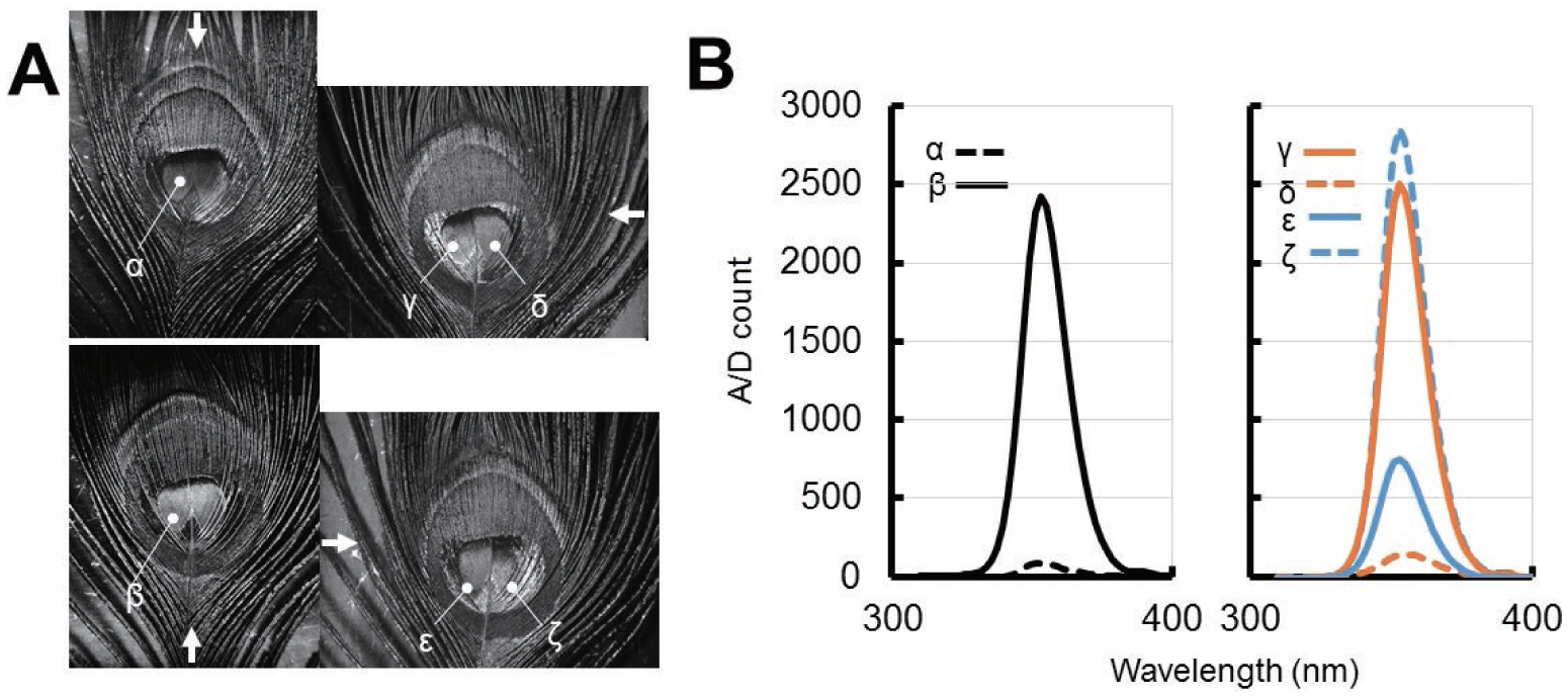 Ultraviolet Reflectance Structures of Peacock Feathers