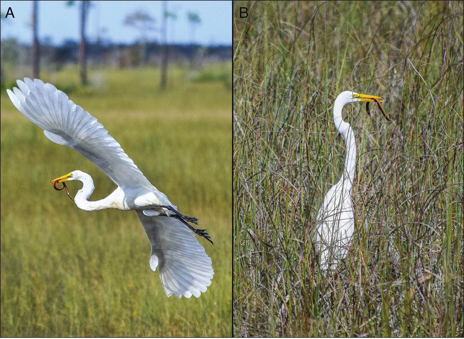 Novel Observations of Predation on the Invasive Monopterus albus ...