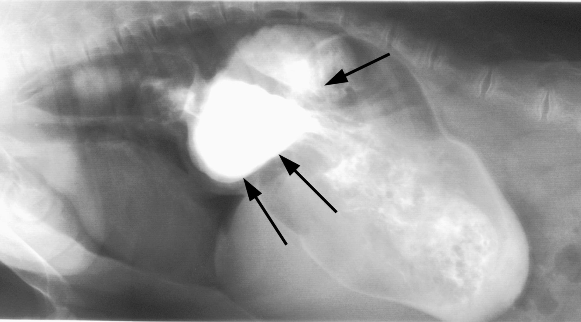 Esophageal Hiatal Hernia in Three Exotic Felines—Lynx lynx, Puma ...